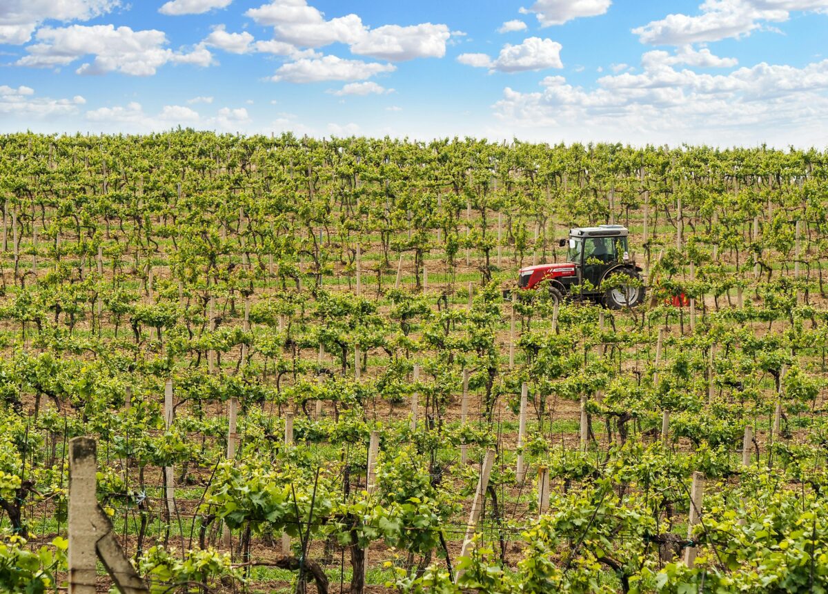 Sustainable Wine Certifications and What They Mean - Azure Road