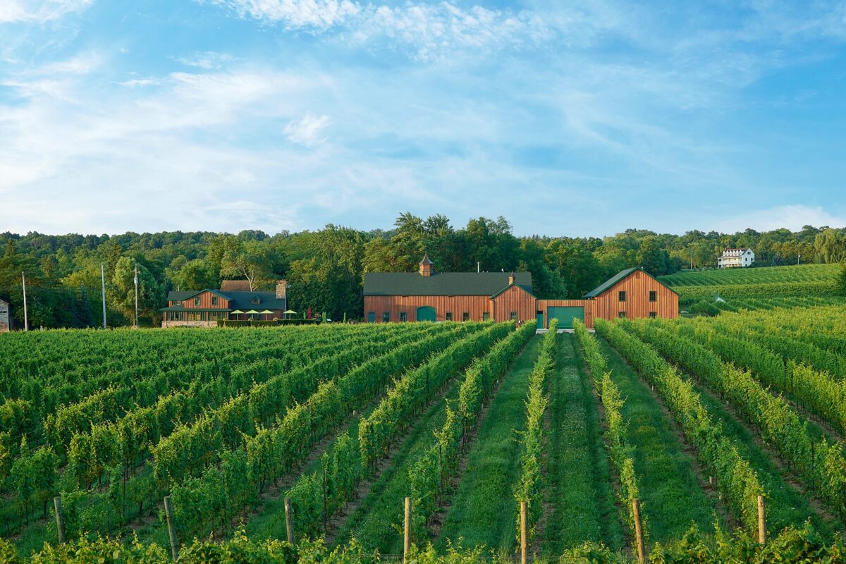 Niagara Peninsula's Sustainable Wines in the Spotlight - Azure Road