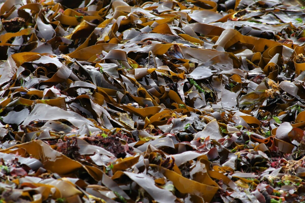Regenerative Kelp: The Beauty Industry's Secret Weapon - Azure Road