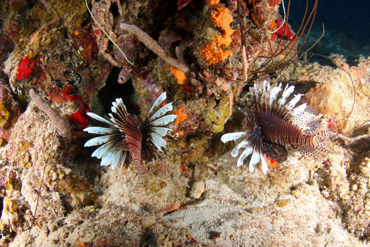 Lionfish Huntress of Curaçao: Fighting an Invasive Species