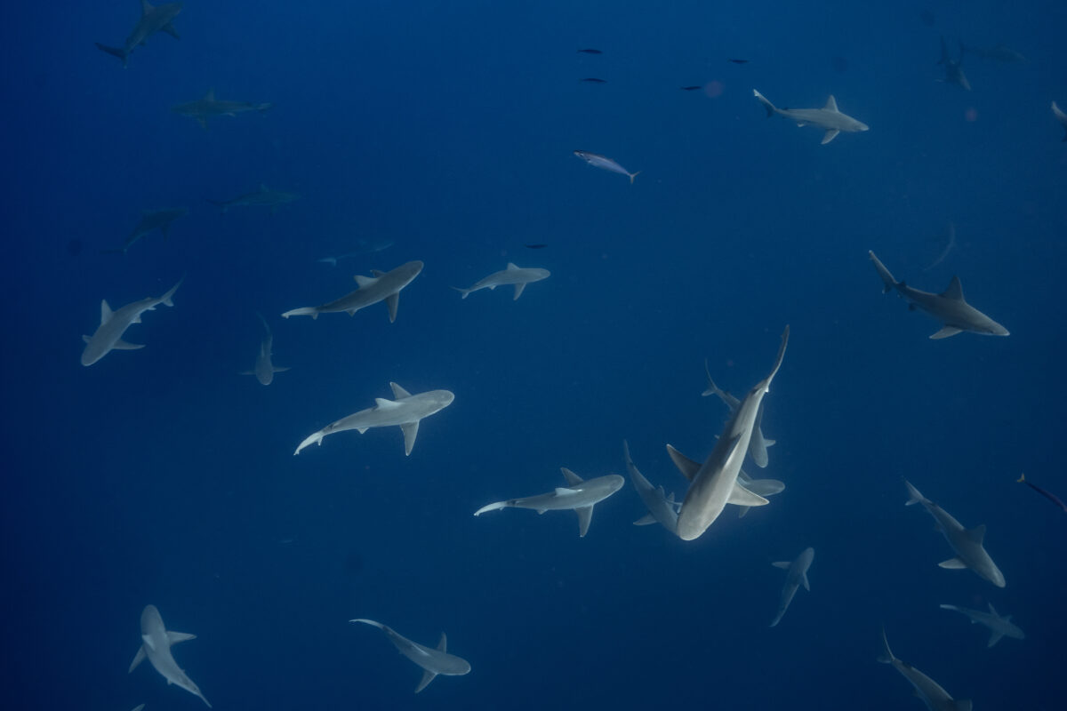 Is it Safe to Swim with Sharks in Hawaii? Expert Insights