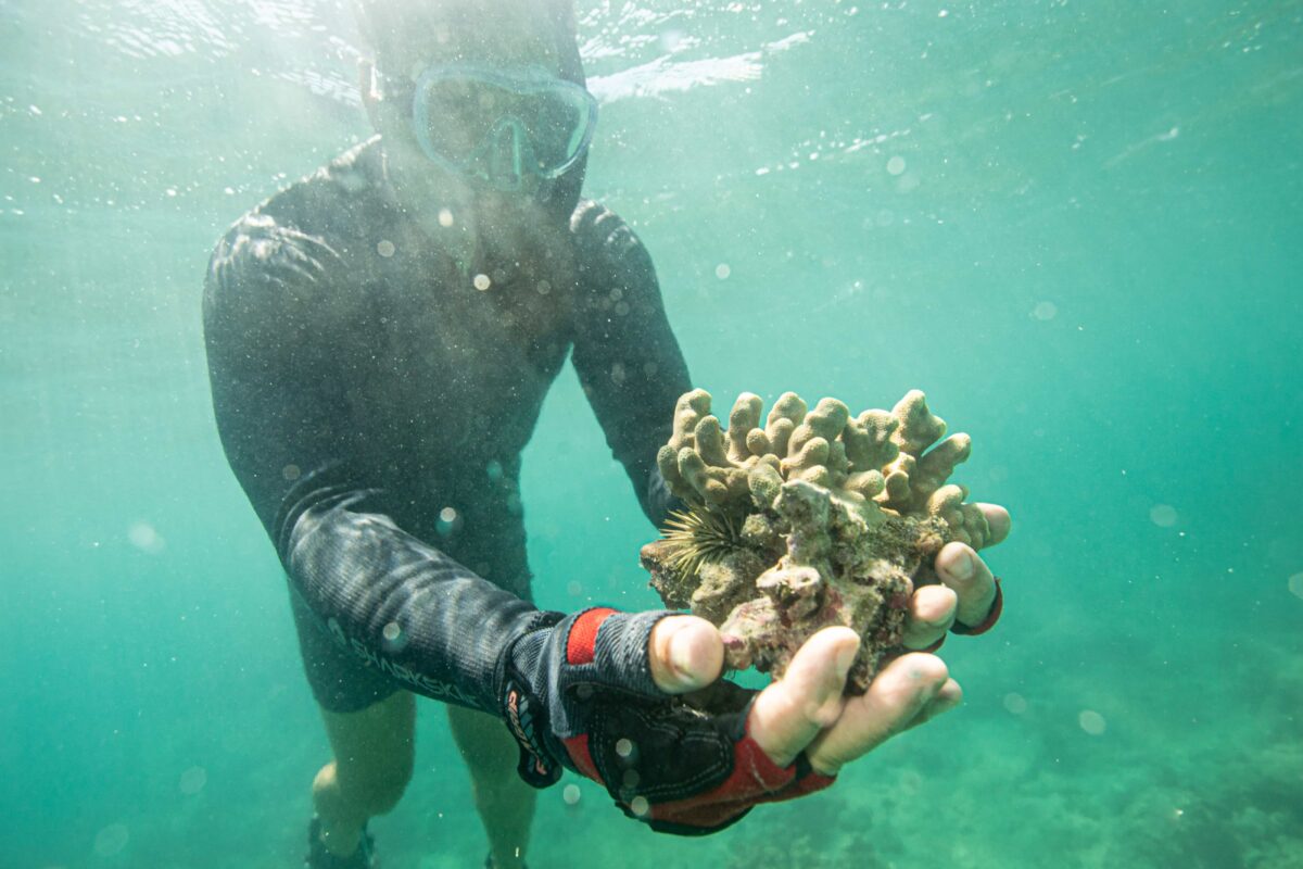 Sustainable Hawaiian Resort with Reef Programs