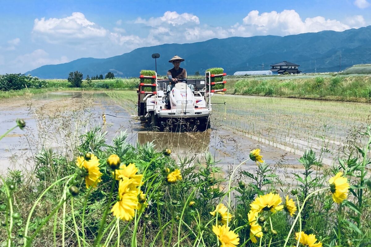 Organic Rice Farming in Japan Preserves Tradition